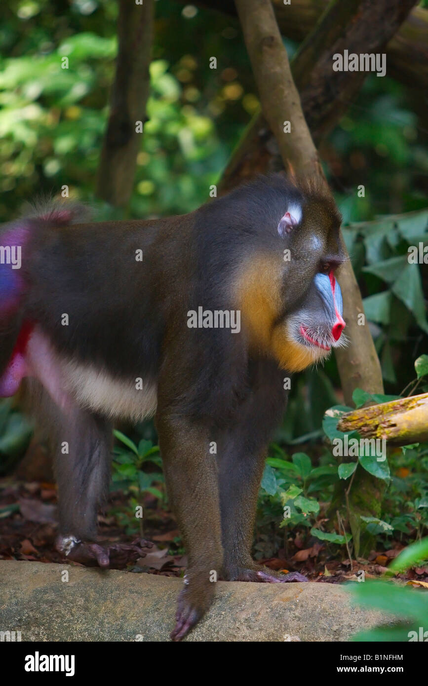 Singapore South East Asia Zoo Stock Photo - Alamy