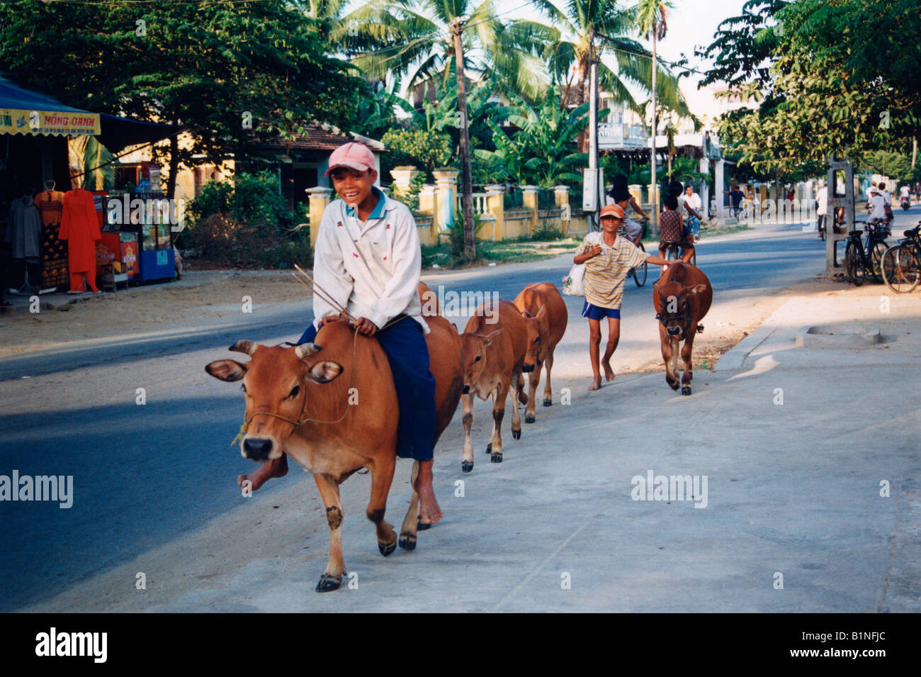 Child riding cow hi-res stock photography and images - Alamy