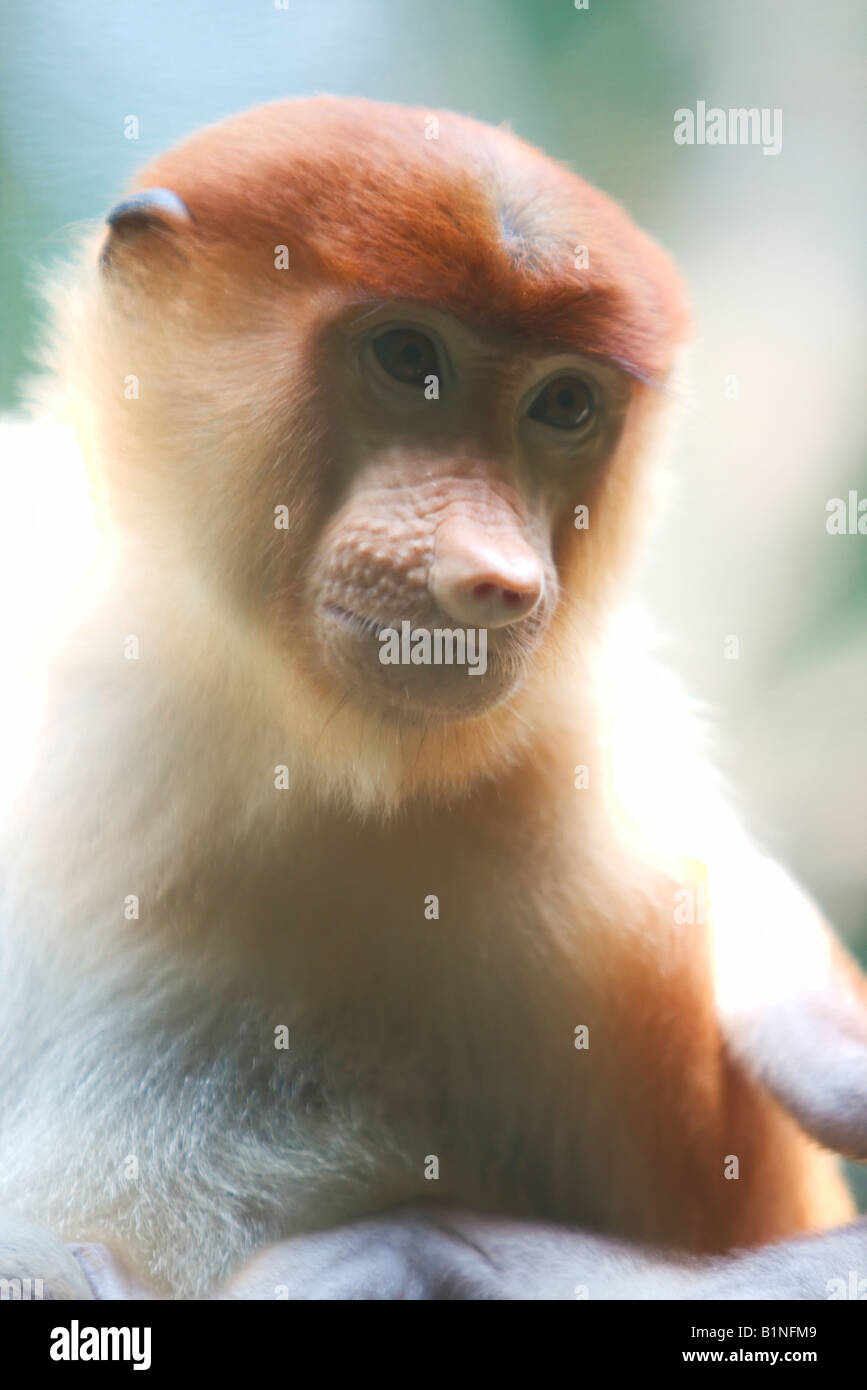 Zoo monkey hi-res stock photography and images - Alamy