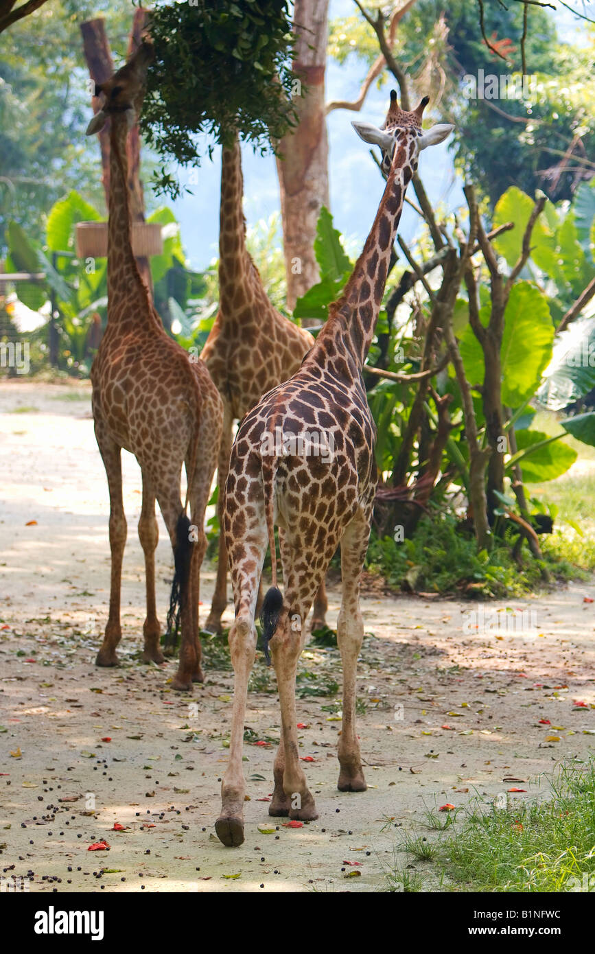 Singapore South East Asia Zoo Giraffe Stock Photo - Alamy