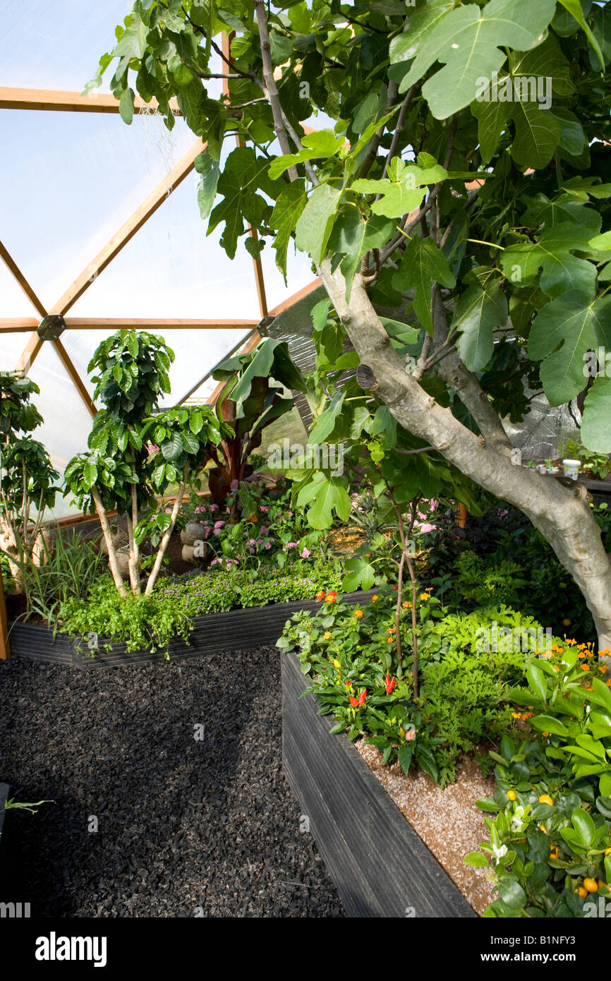 Fig trees hi-res stock photography and images - Alamy