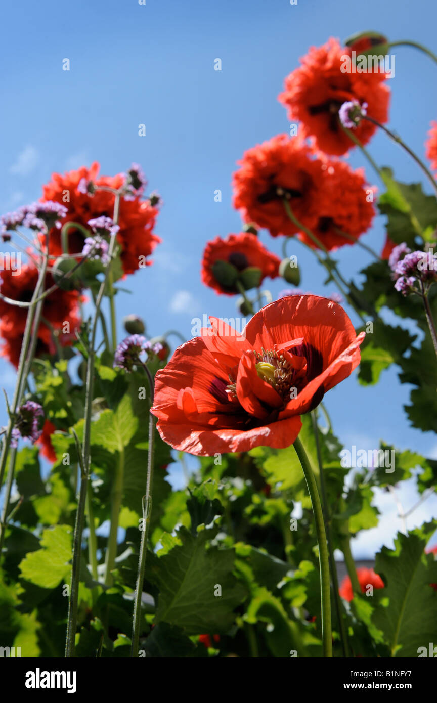 RED POPPIES IN AN ENGLISH COTTAGE GARDEN UK Stock Photo - Alamy