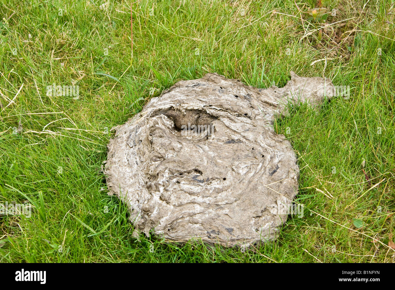 Cow pat hi-res stock photography and images - Alamy