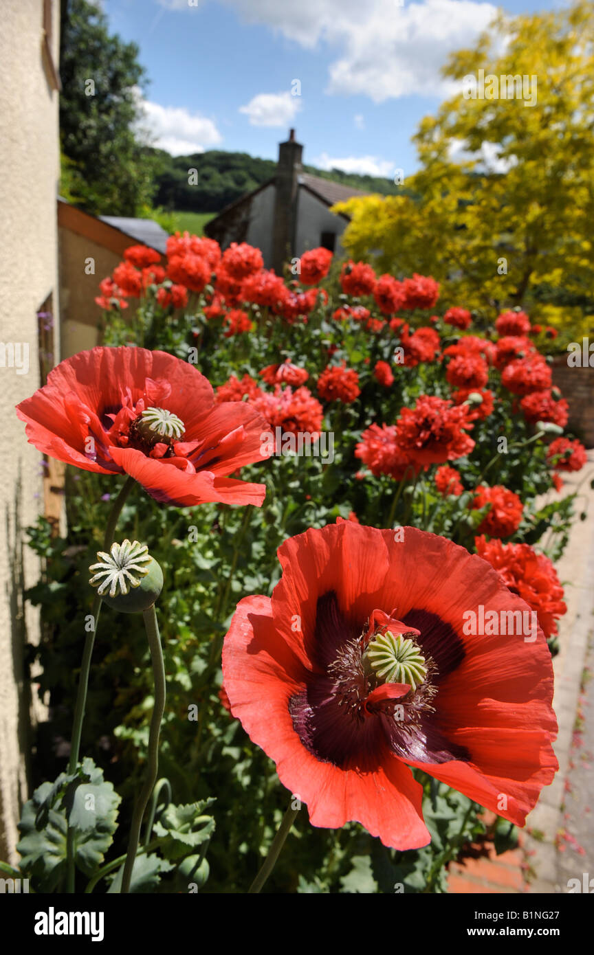 RED POPPIES IN AN ENGLISH COTTAGE GARDEN UK Stock Photo - Alamy