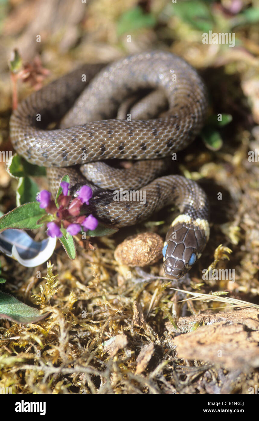 Baby grass snake hi-res stock photography and images - Alamy