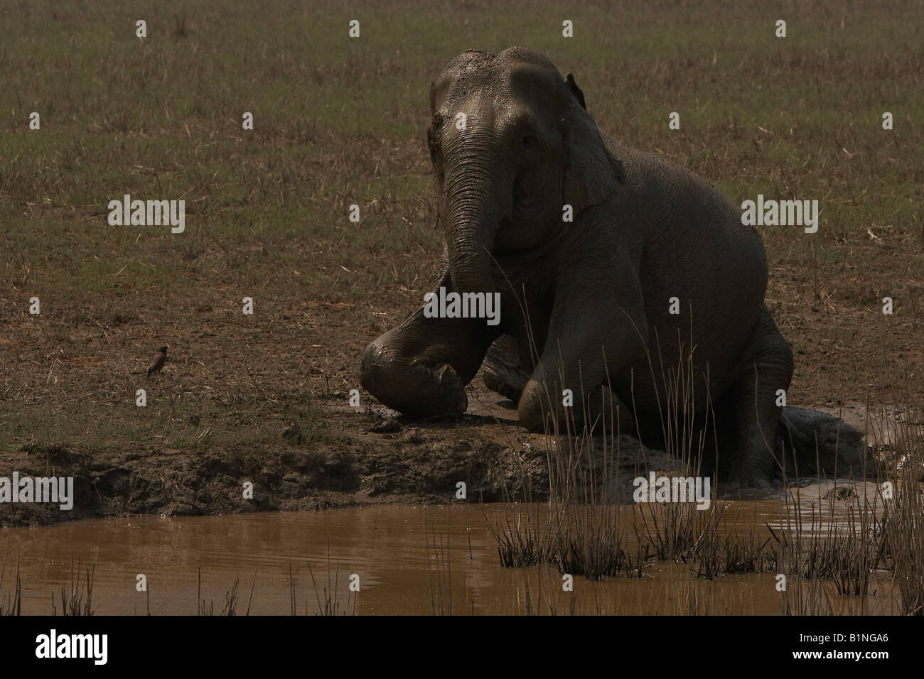Elephant social structure hi-res stock photography and images - Alamy