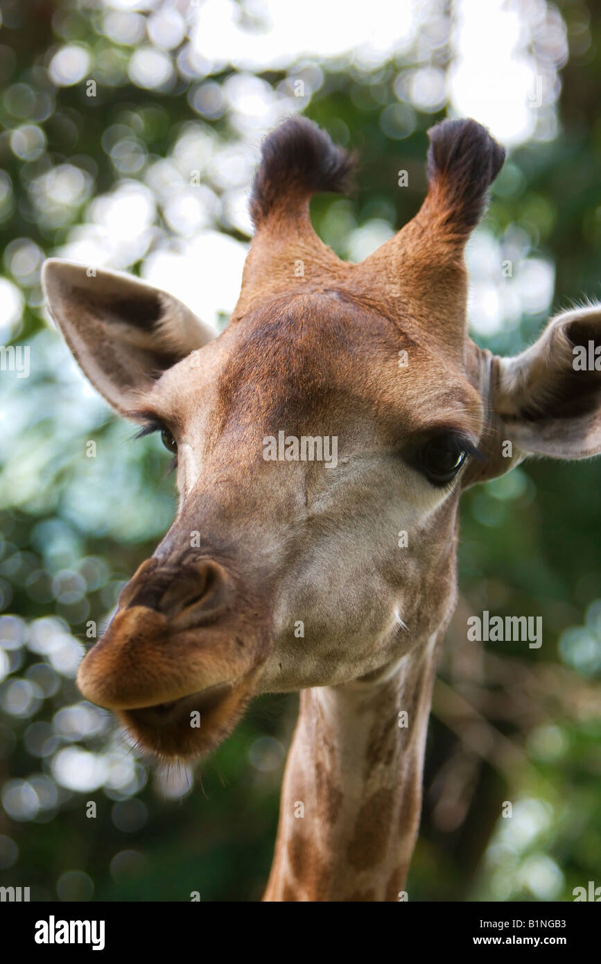 Giraffe face hi-res stock photography and images - Alamy