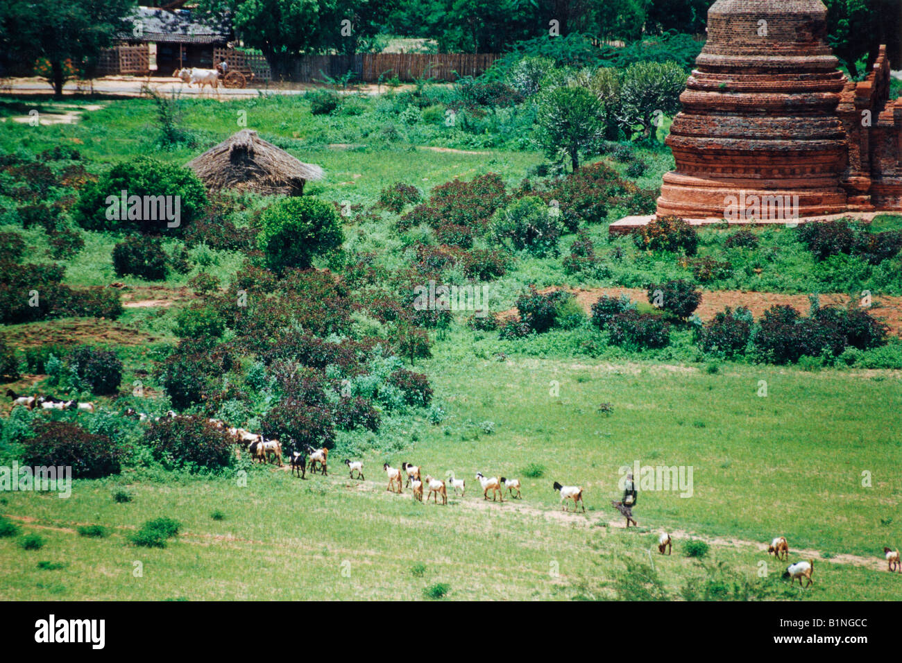 Myanmar Burma Shepherd Herding Goats Bagan Pagan Stock Photo - Alamy