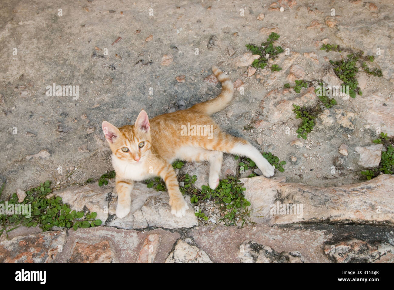 Small cat at the ancient Mayan ruins of Uxmal Mexico Stock Photo - Alamy