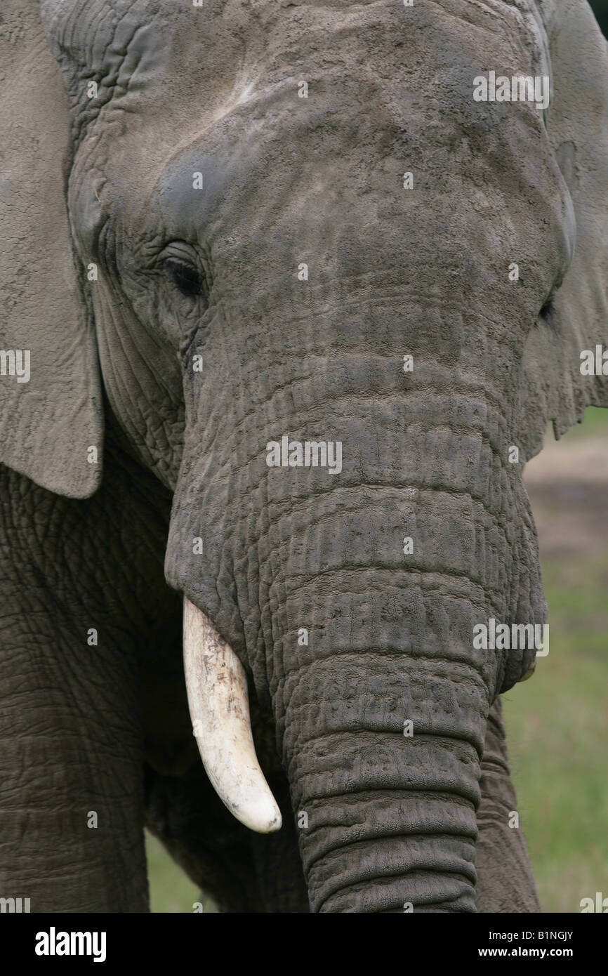 Close up of an African Elephants face Stock Photo - Alamy