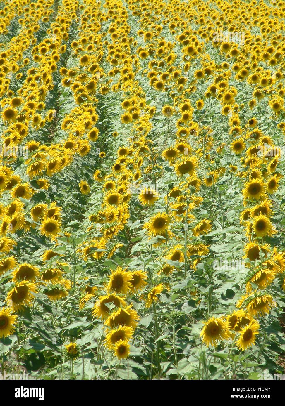 Lots of sunflowers, decent in a row, queued up Stock Photo - Alamy
