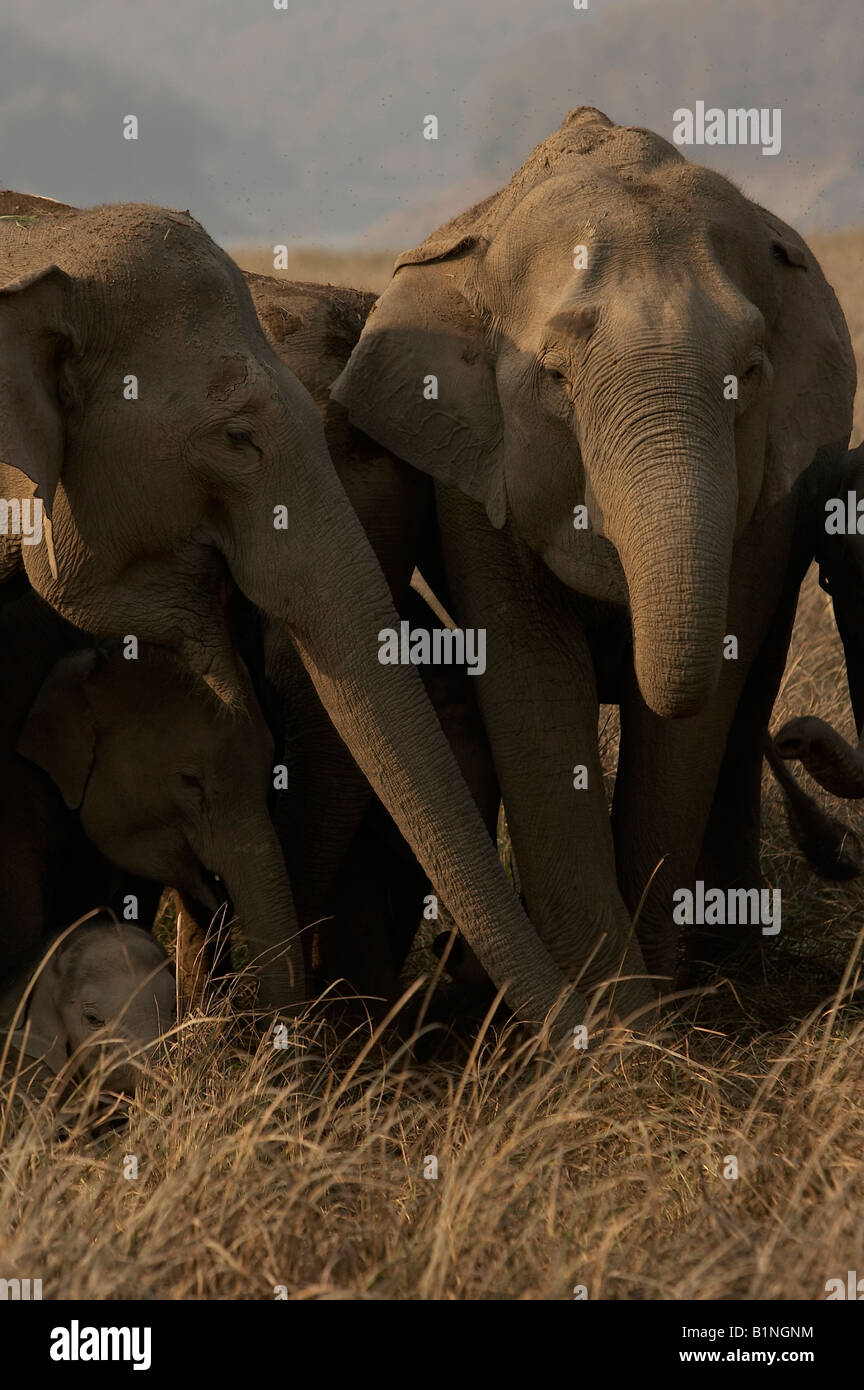 Indian elephant, female with young, Elephas maximus indicus, Corbett ...