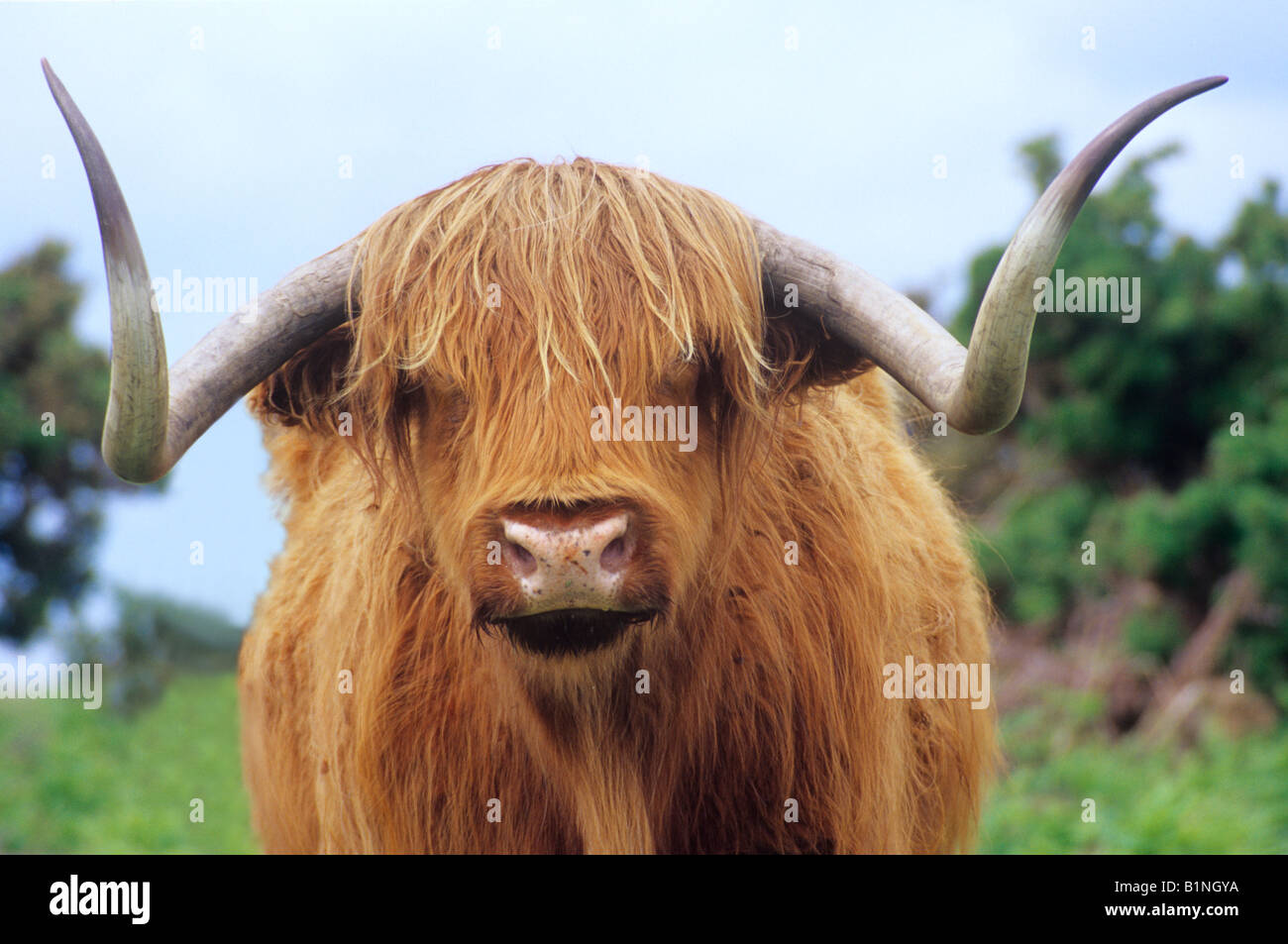 Highland Cattle Bull (Bos) Domestic Stock Photo - Alamy
