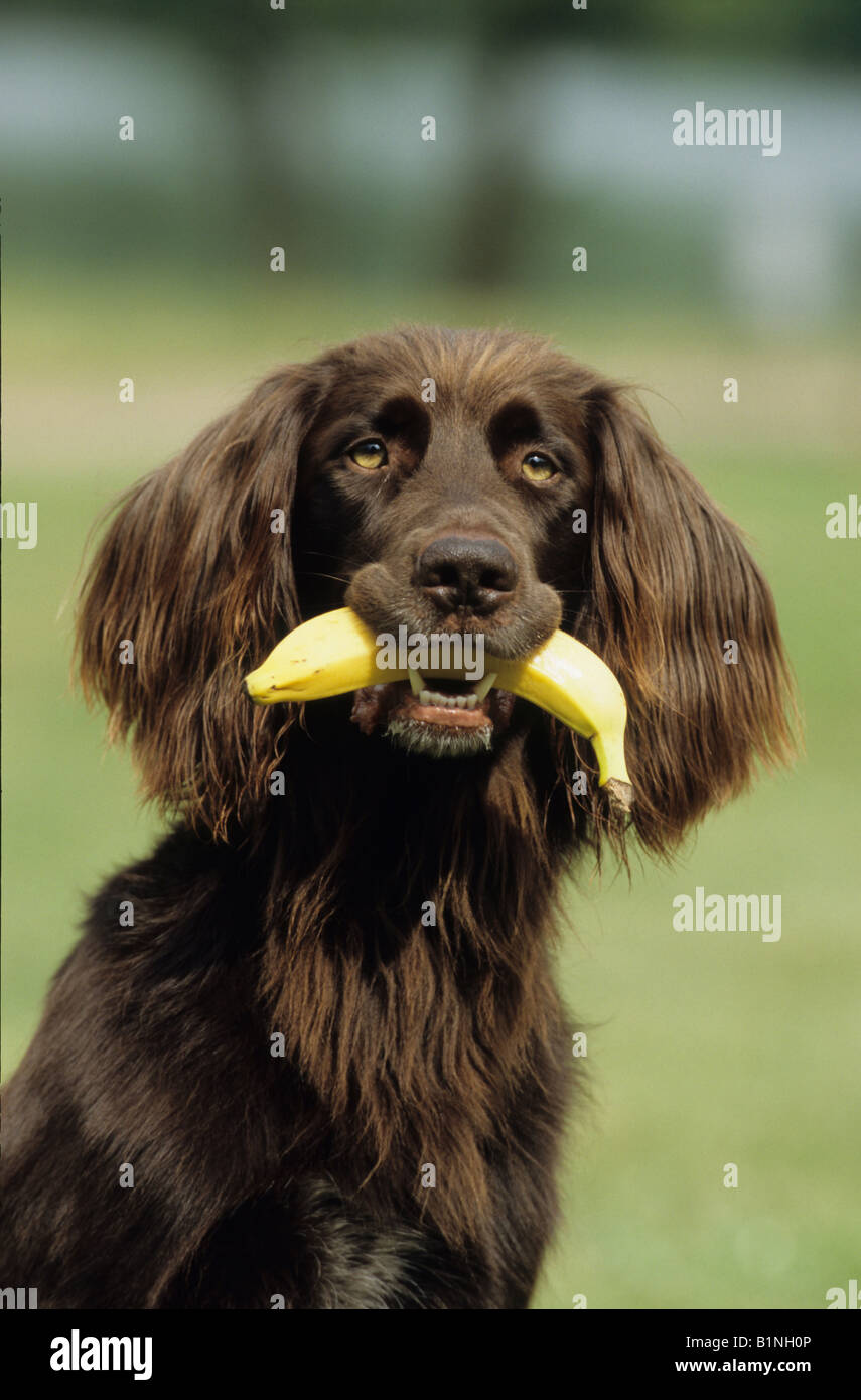 German Long Haired Pointer High Resolution Stock Photography and Images ...