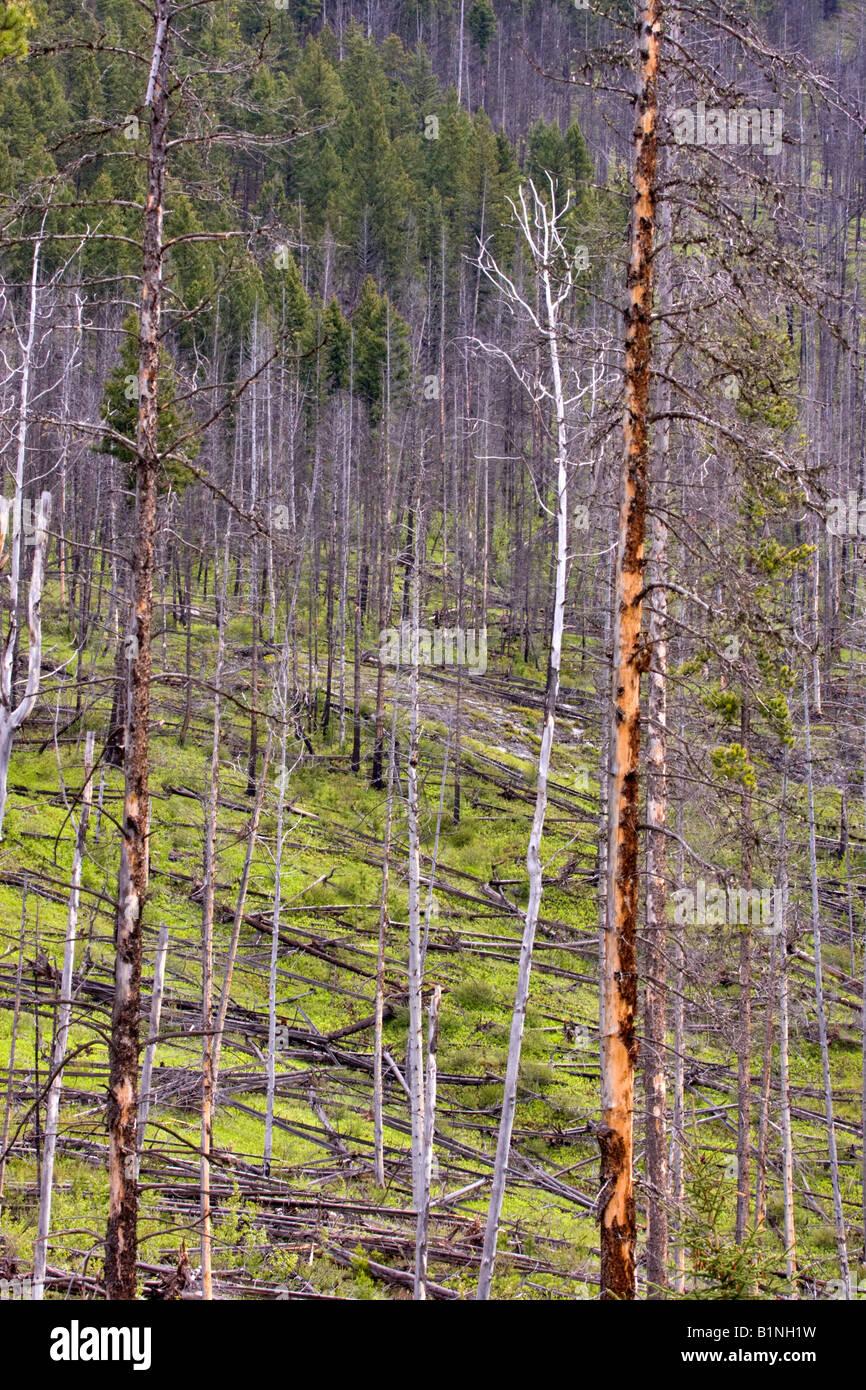 Skeletons dead pine trees forest hi-res stock photography and images ...