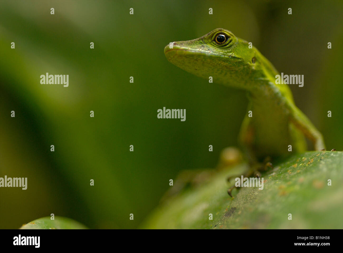 Anolis lizard portrait Stock Photo - Alamy