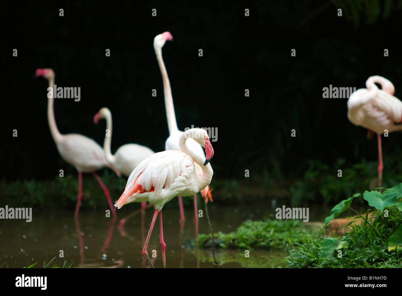 Singapore South East Asia Zoo Pink Flamingo s Stock Photo - Alamy