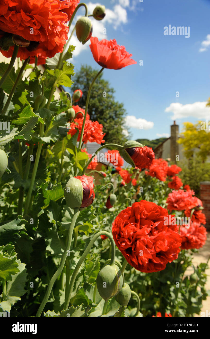 RED POPPIES IN AN ENGLISH COTTAGE GARDEN UK Stock Photo - Alamy