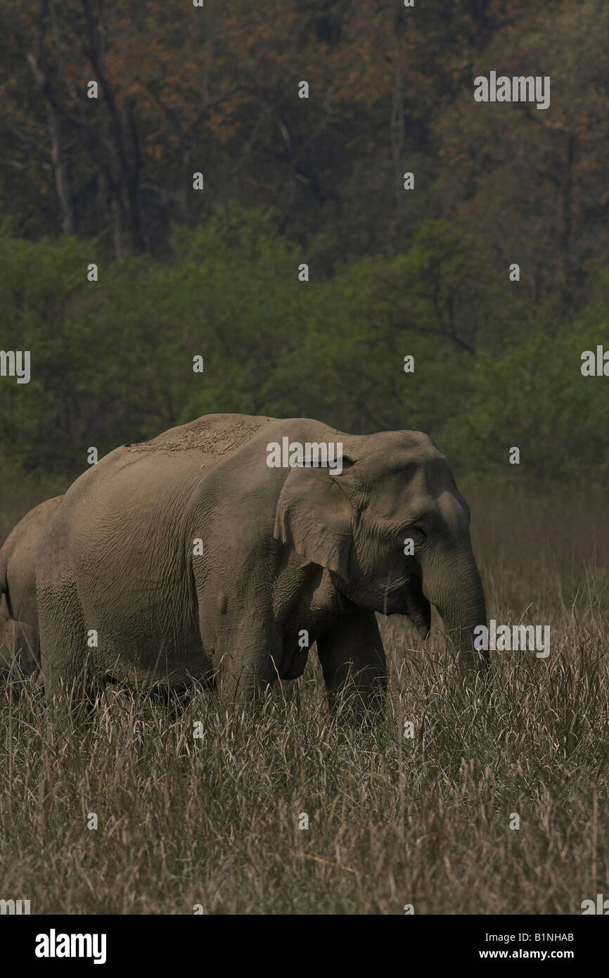 Indian elephant, Elephas maximus indicus, Corbett national park, India ...