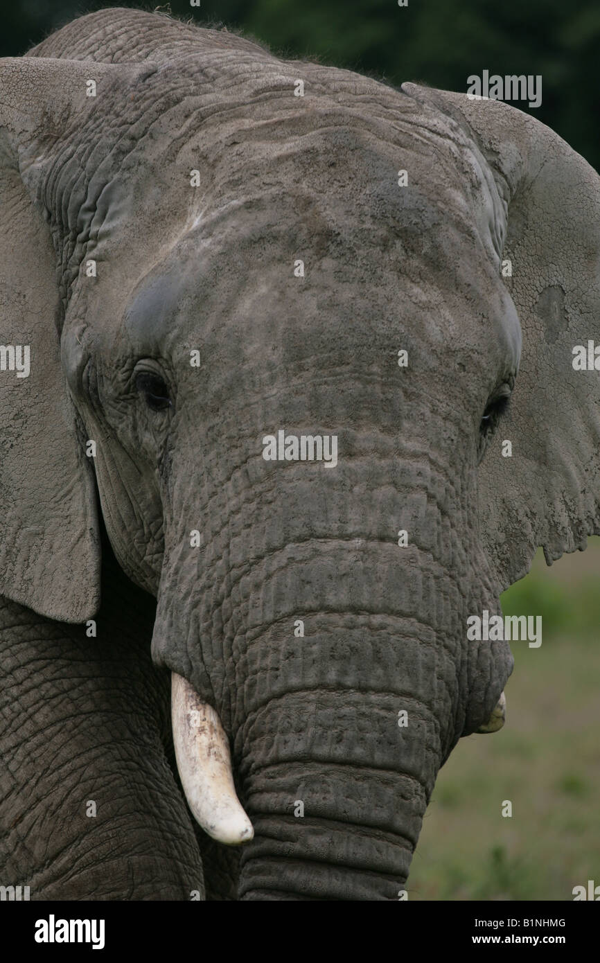 Elephants face close hi-res stock photography and images - Alamy