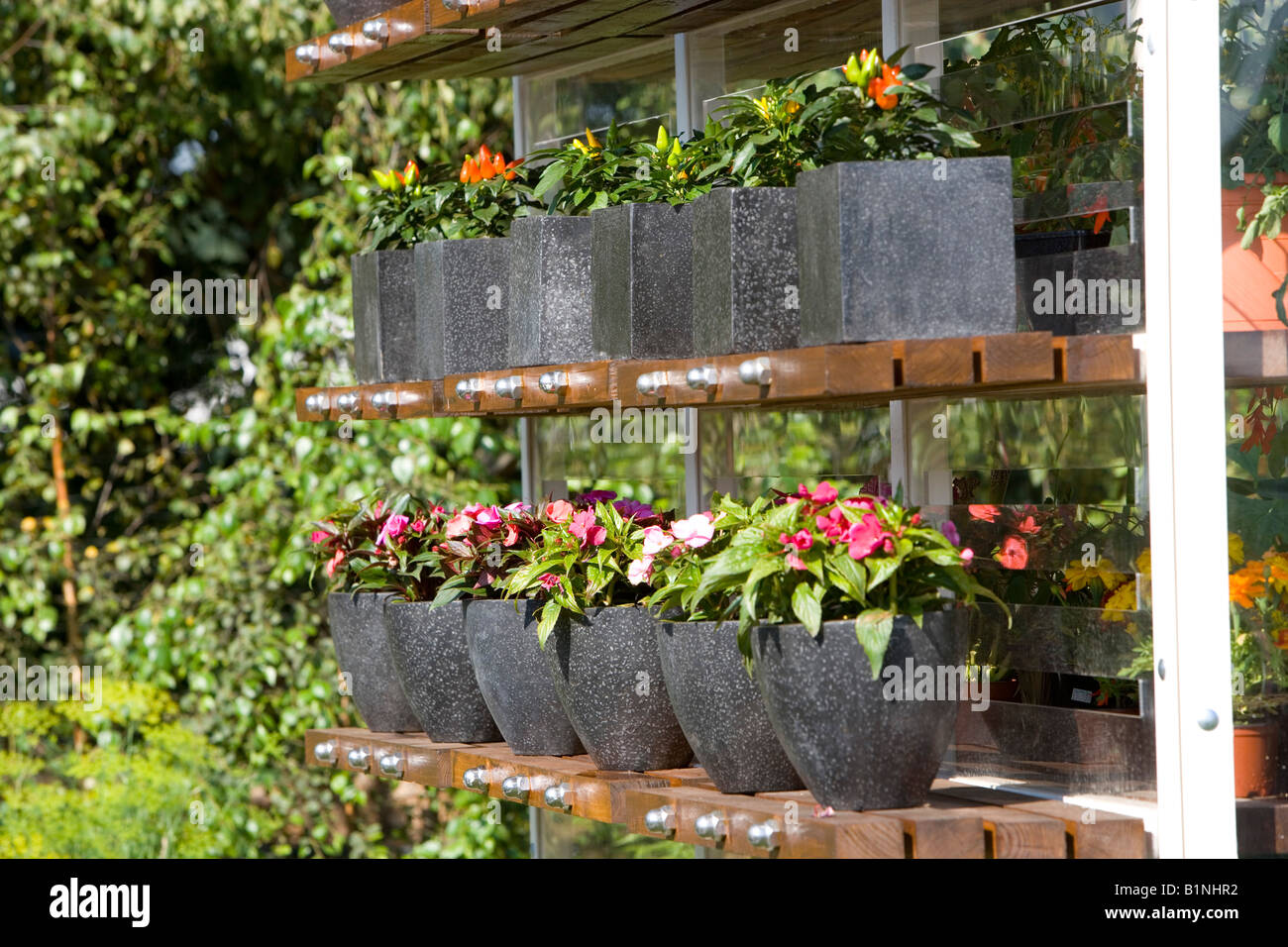 Chilli peppers and busy lizzies growing in pots outside a greenhouse ...