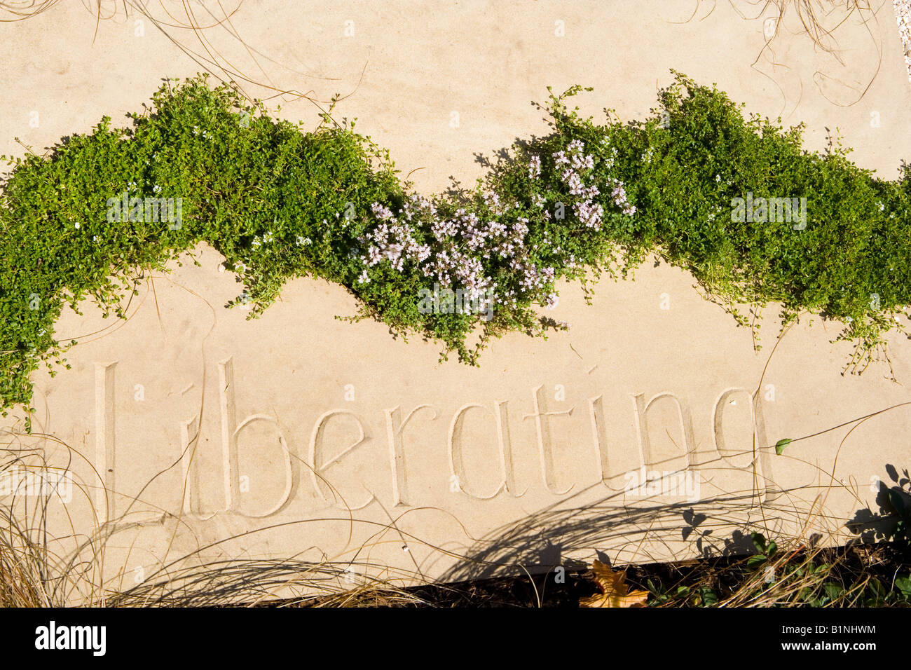 Growing thyme hi-res stock photography and images - Alamy