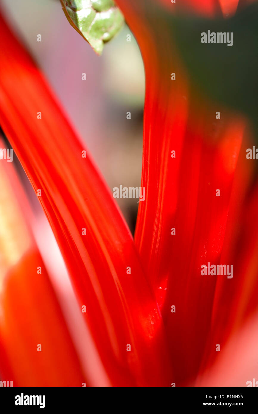 Red chard plant hi-res stock photography and images - Alamy