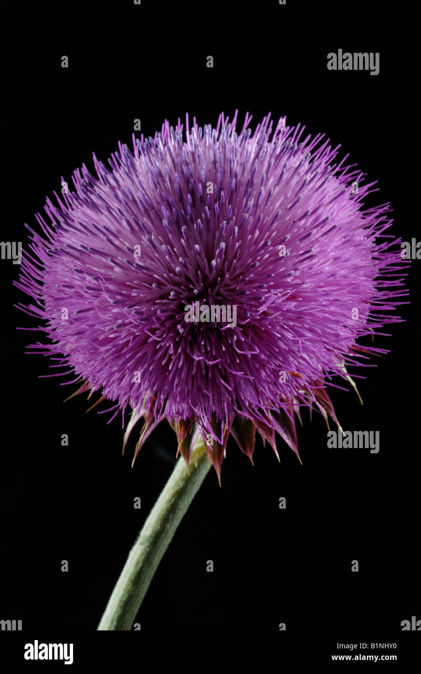 1 carduus nutans hi-res stock photography and images - Alamy