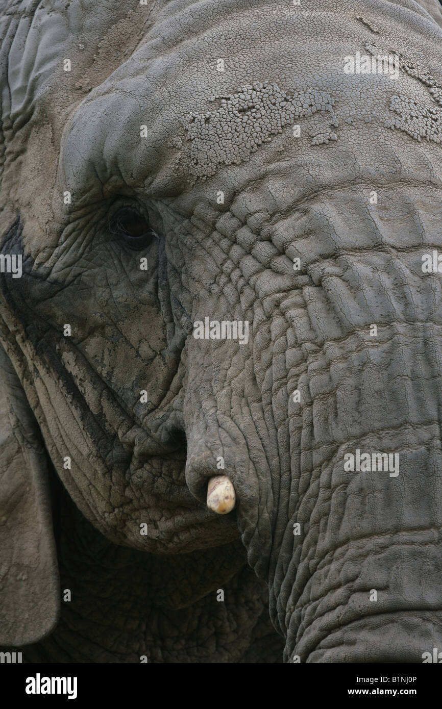 Close up of an African Elephants head Stock Photo - Alamy