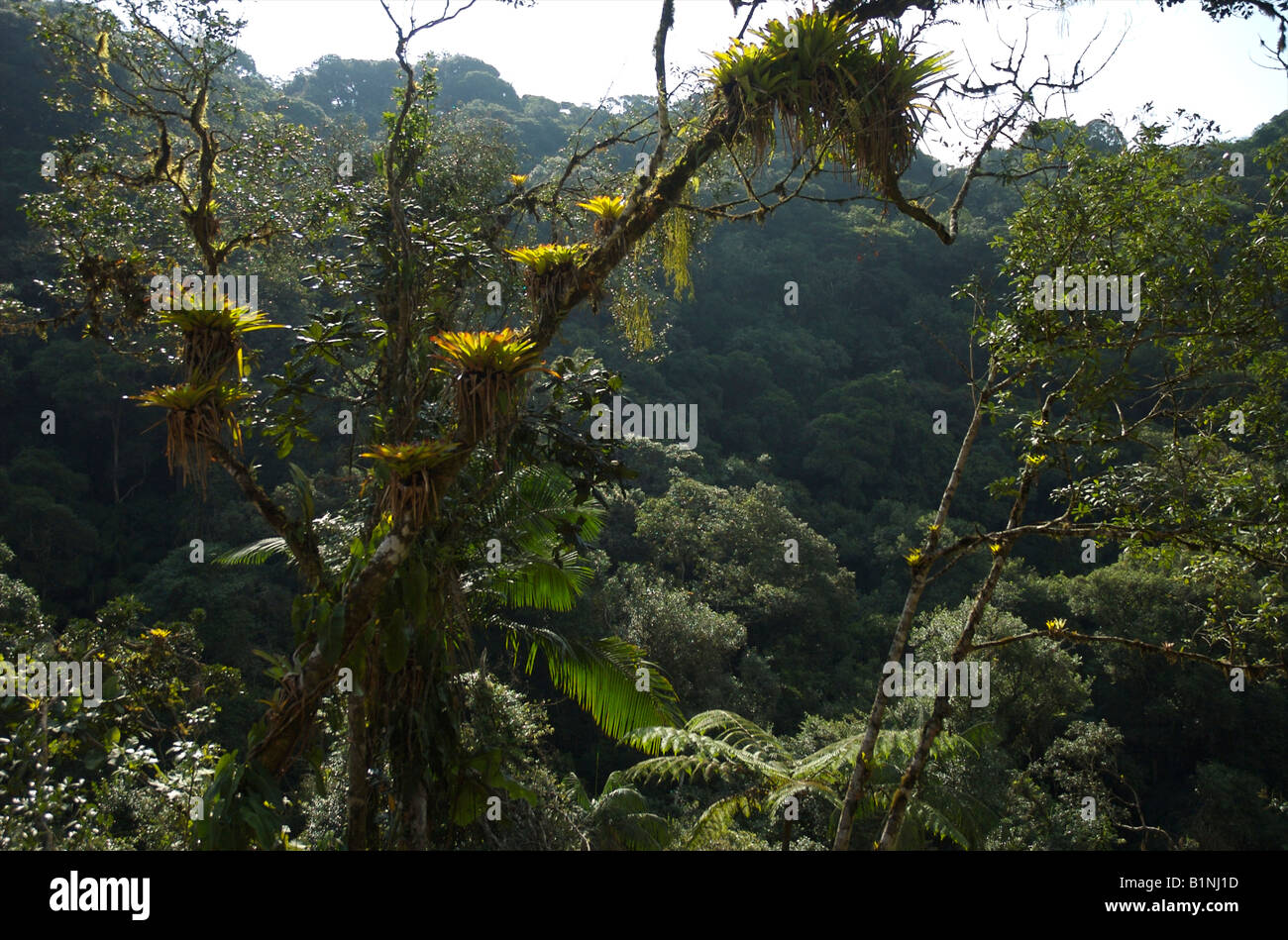Brazilian Atlantic rainforest, a globally threatened habitat Stock ...
