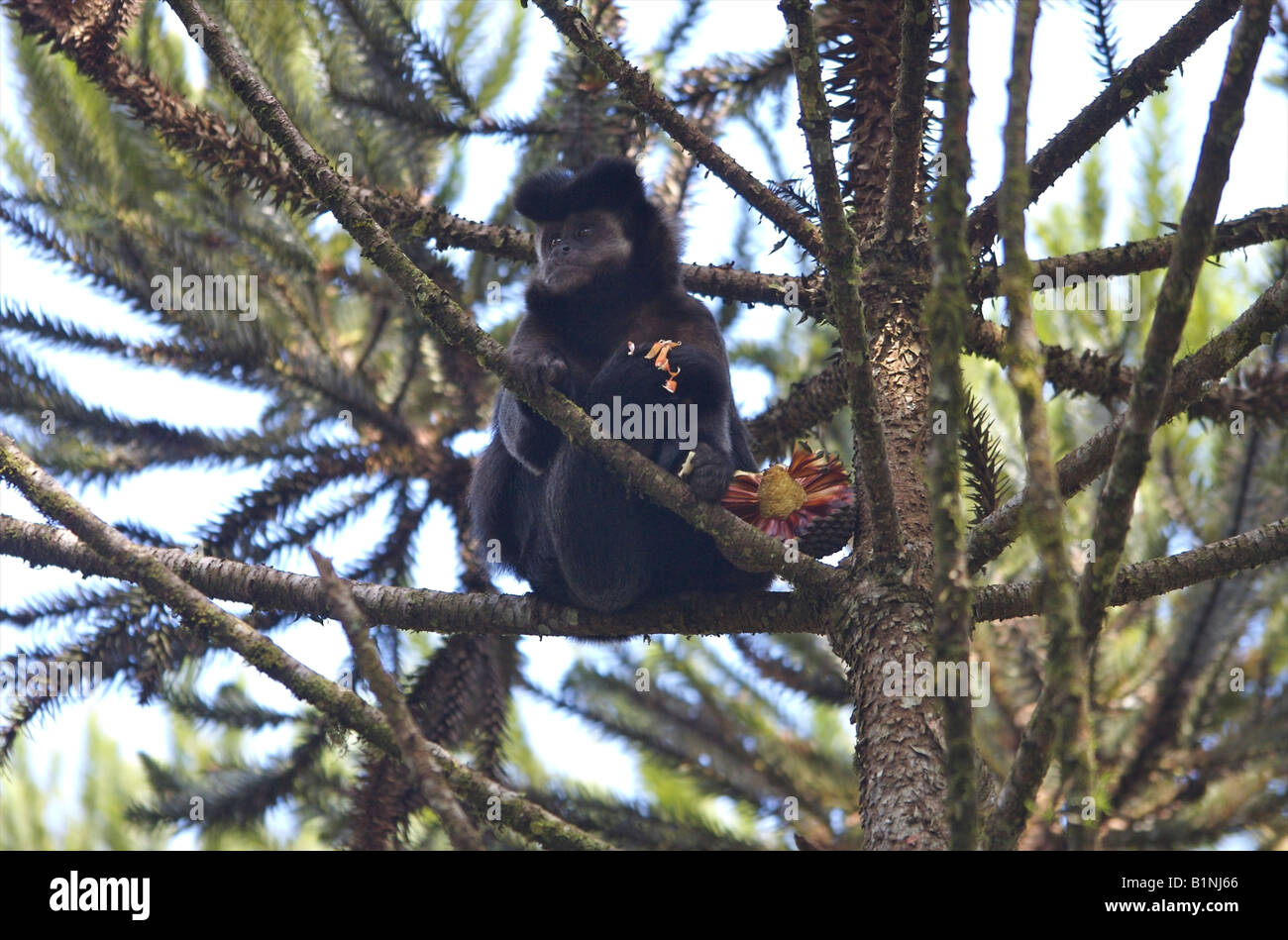 Black-capped capuchin eating Stock Photo - Alamy