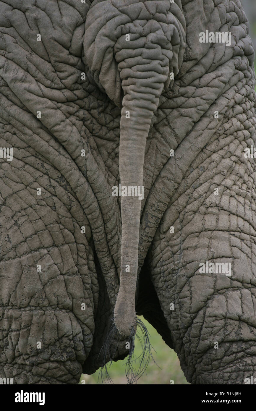 Close up of an African Elephants tail Stock Photo - Alamy