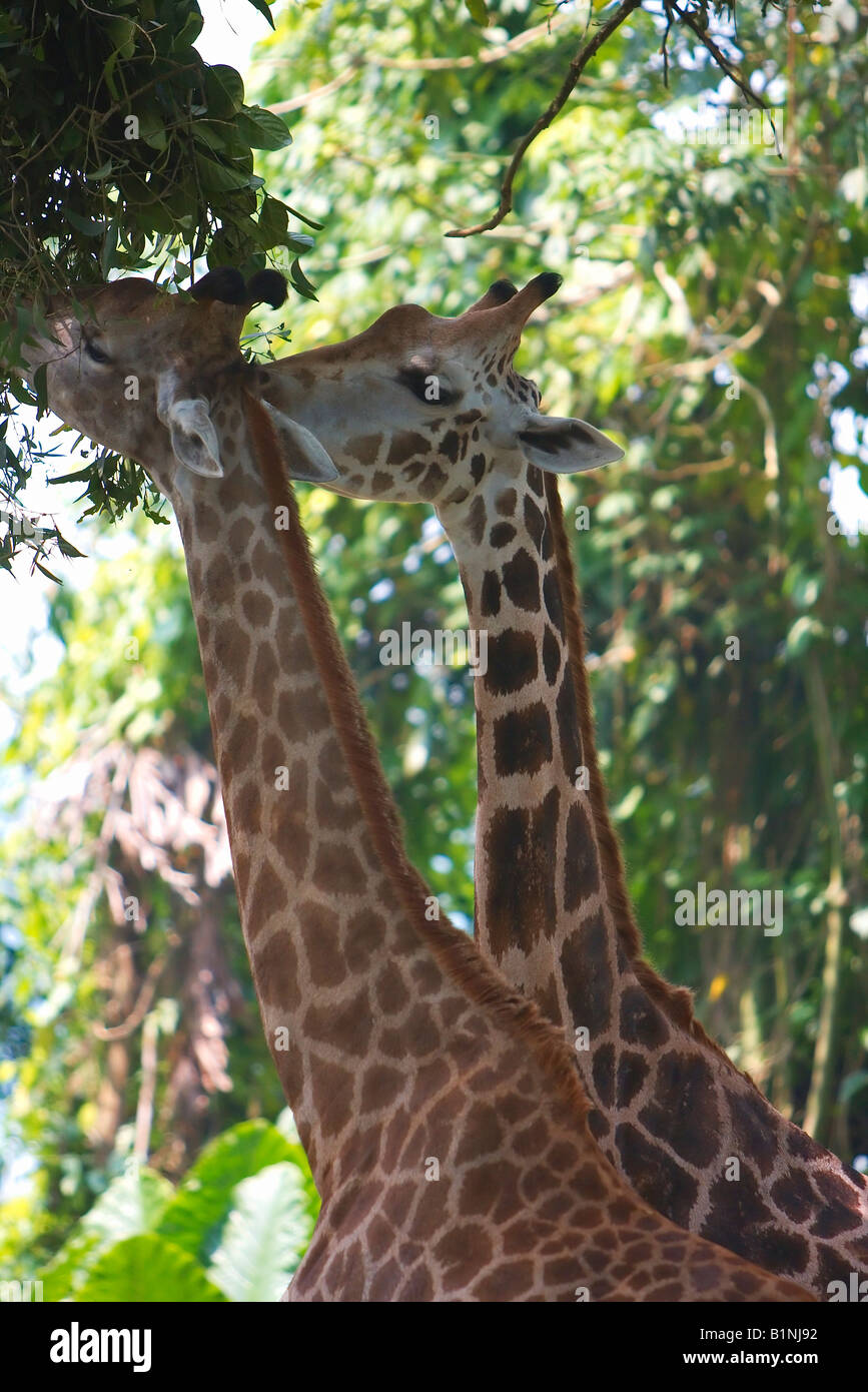 Singapore South East Asia Zoo Giraffe Stock Photo - Alamy