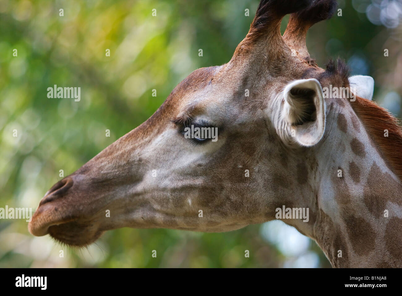 Singapore South East Asia Zoo Giraffe Stock Photo - Alamy