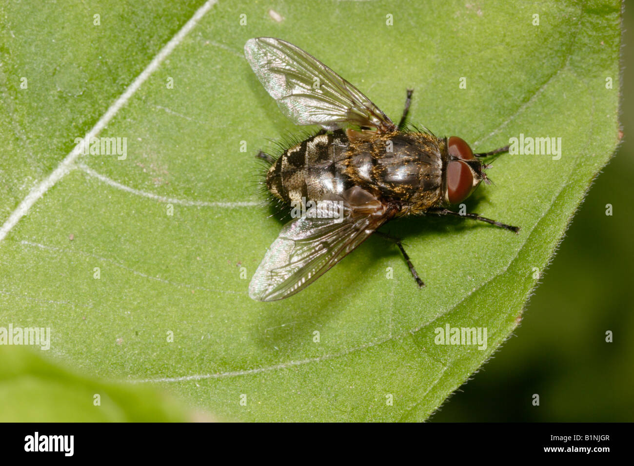 Cluster fly Pollenia rudis Calliphoridae UK Stock Photo - Alamy
