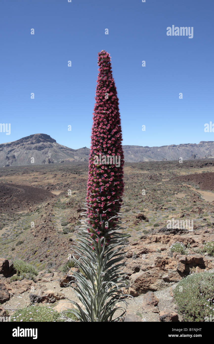 Tajinaste red hi-res stock photography and images - Alamy