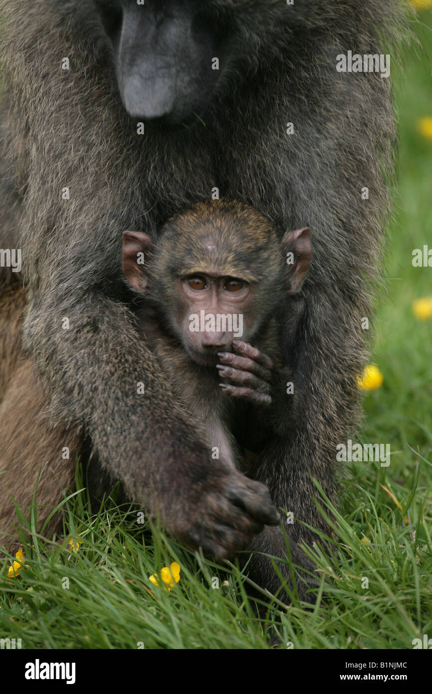 A baby Baboon with its mother Stock Photo - Alamy