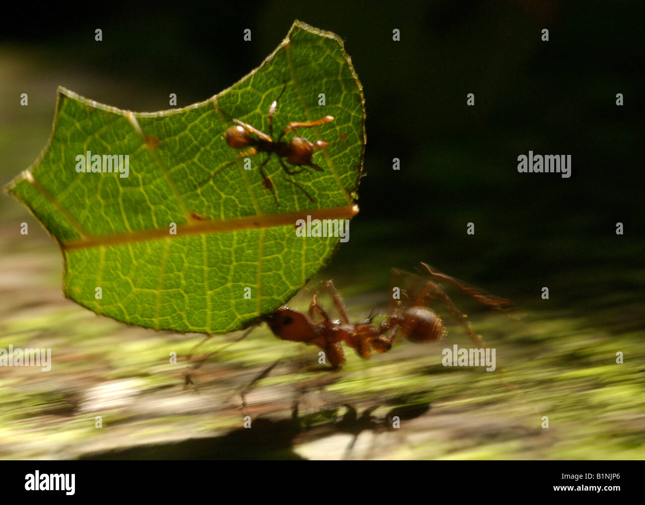 Leaf cutter ant hi-res stock photography and images - Alamy