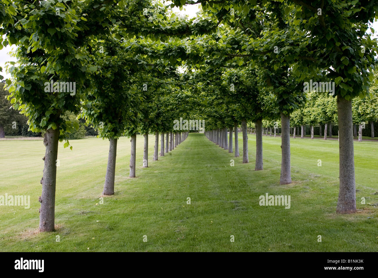 Avenue of trees at Sandringham house Queens country residence near ...
