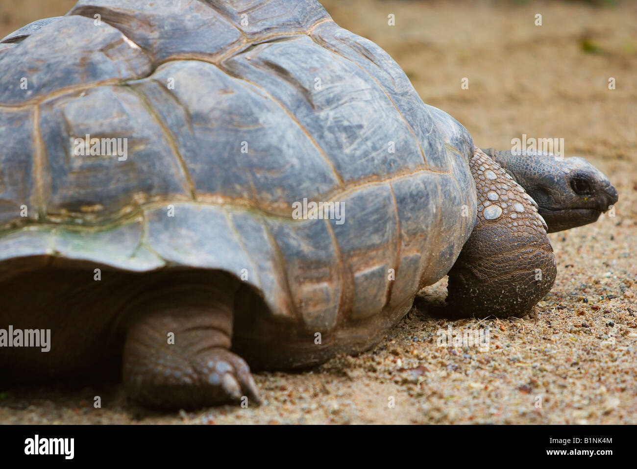 Singapore South East Asia Zoo Turtle Stock Photo - Alamy