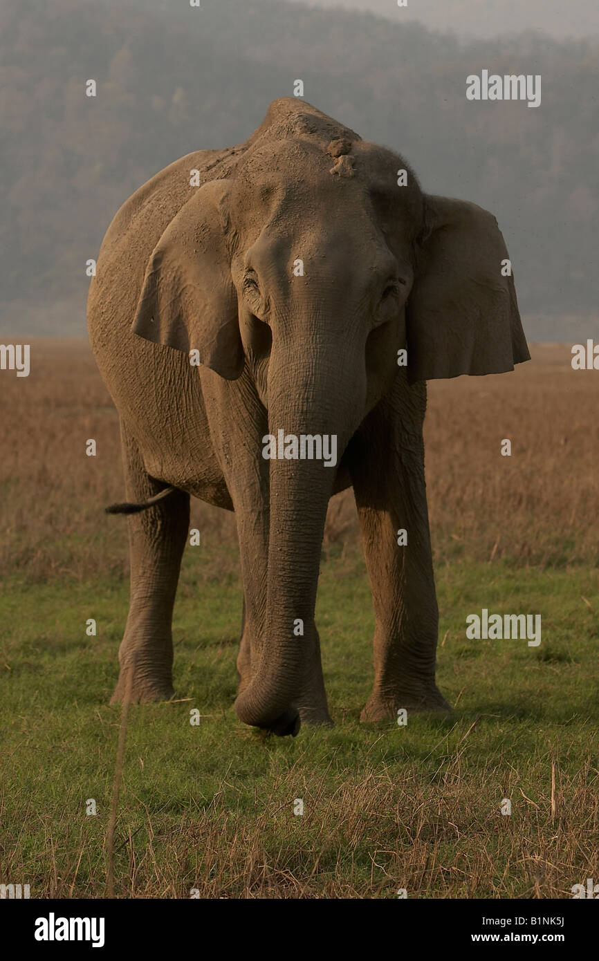 Indian elephant, female standing in grassland, Elephas maximus indicus ...
