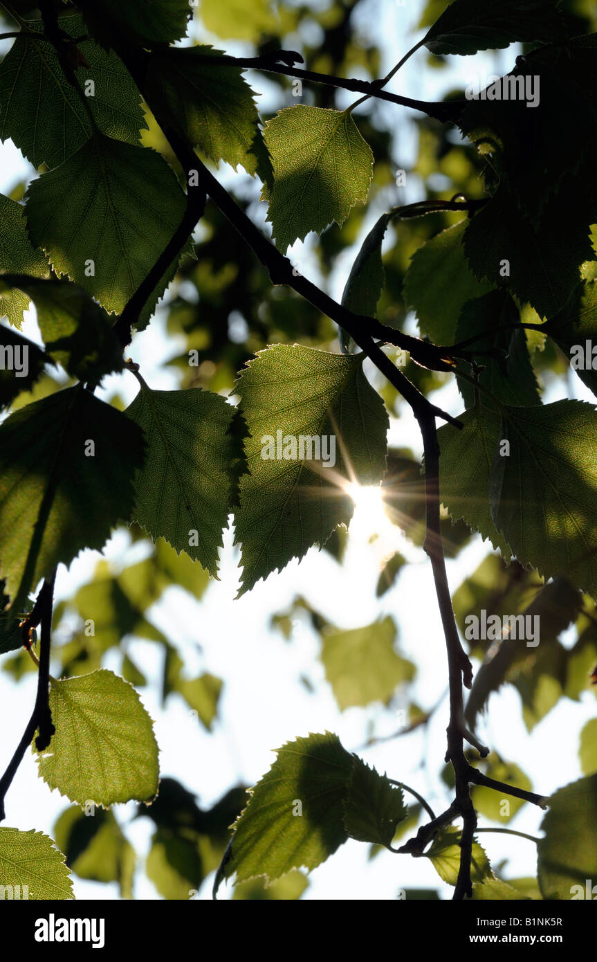 Birch tree leaf hi-res stock photography and images - Alamy