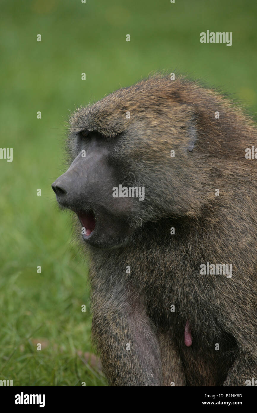 Baboon Papio anubis Stock Photo - Alamy