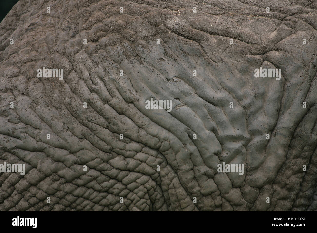 Close up of an African Elephants body Stock Photo - Alamy