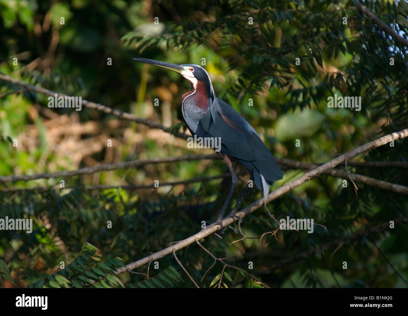 Agami heron hi-res stock photography and images - Alamy
