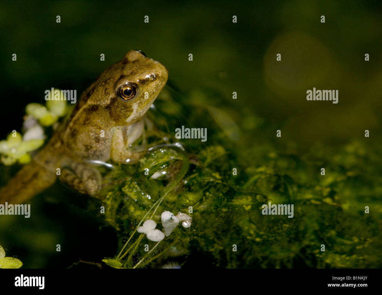 Young frog hi-res stock photography and images - Alamy