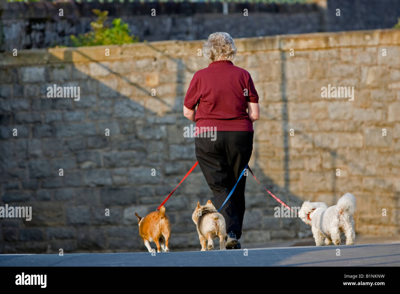 Waling dogs hi-res stock photography and images - Alamy