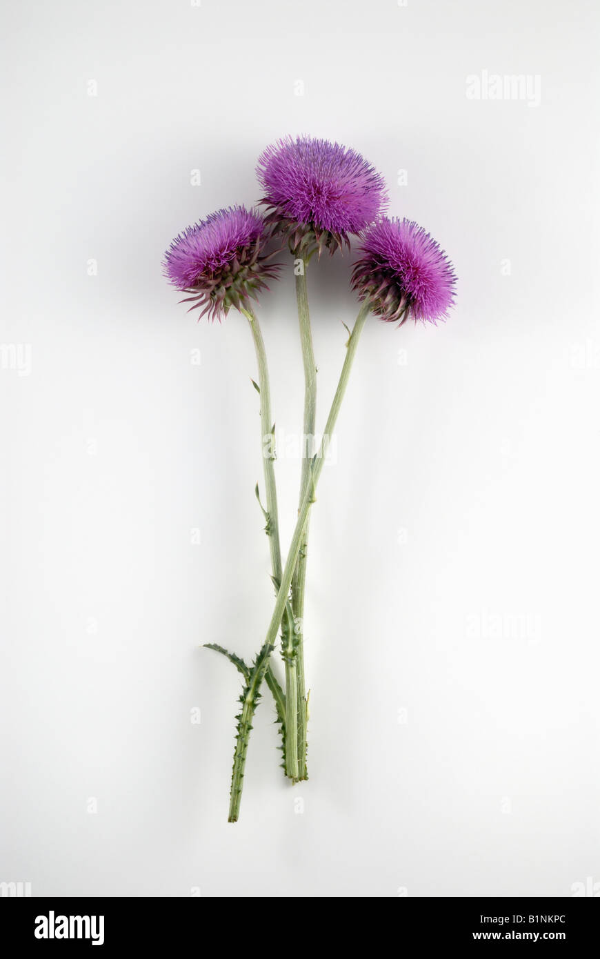 Thistle still life close up hi-res stock photography and images - Alamy