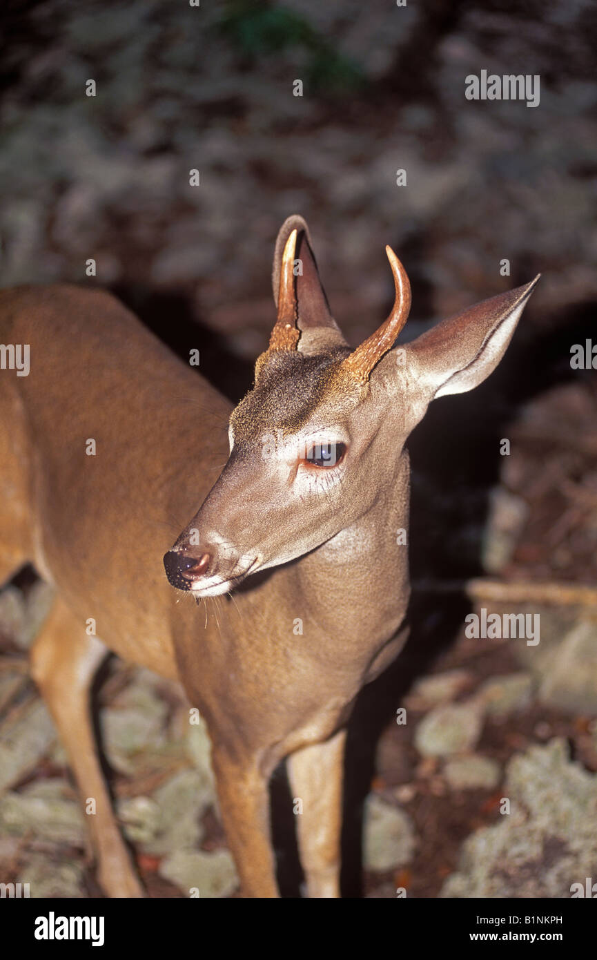 Small dwarf deer Stock Photo - Alamy