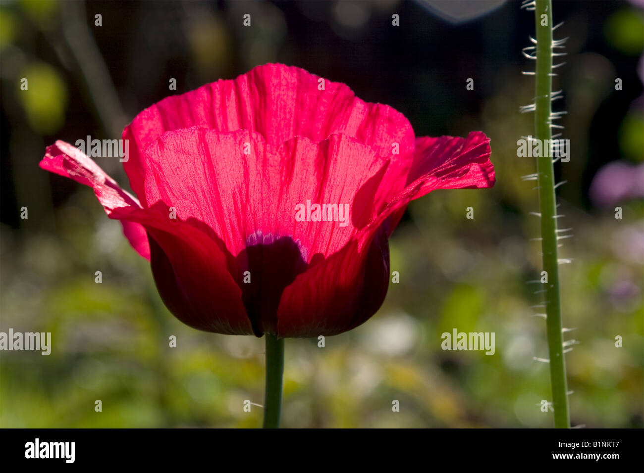 Single sunlit translucent red poppy and stalk Stock Photo - Alamy